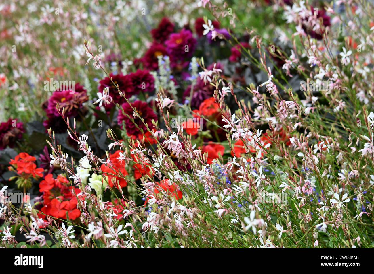 mixed flower bed Stock Photo - Alamy