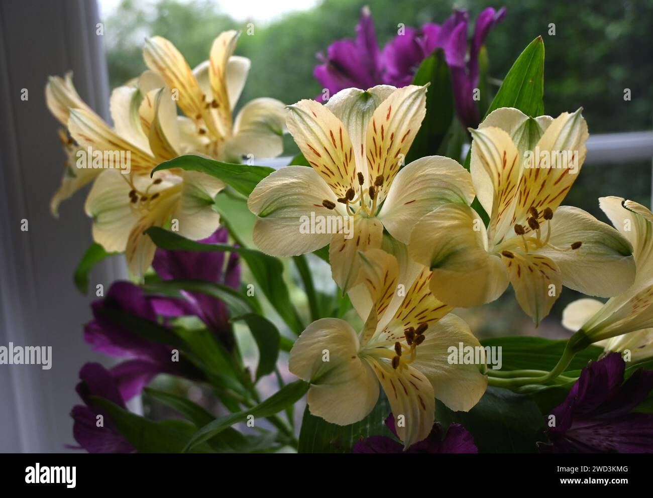 Cut alstroemeria flowers hi-res stock photography and images - Alamy