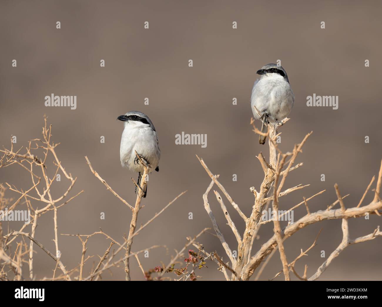 L e koenigi hi-res stock photography and images - Alamy