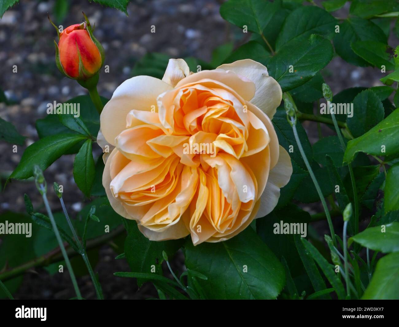 Peach coloured roses hi-res stock photography and images - Alamy
