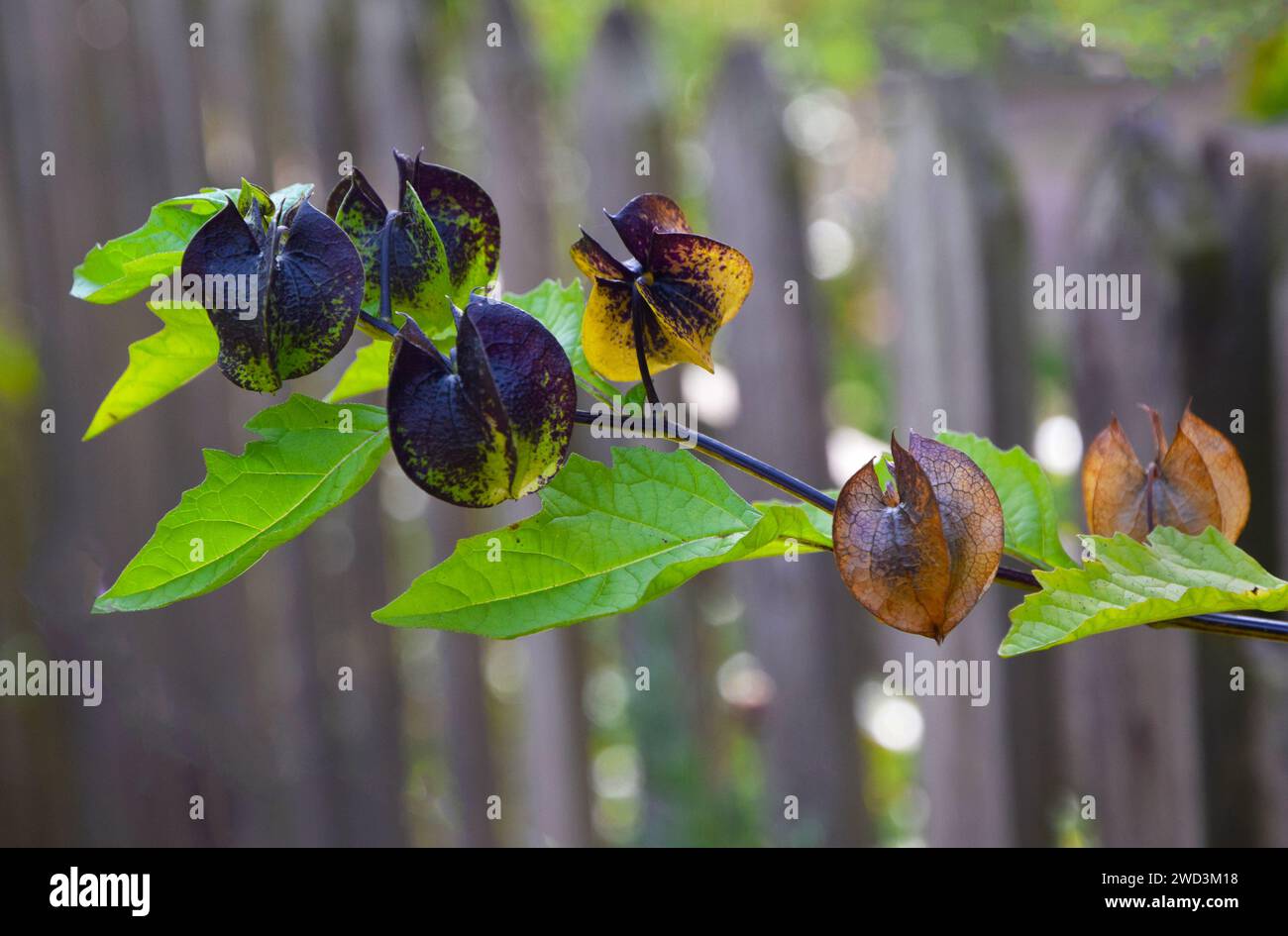 Shoofly hi-res stock photography and images - Alamy