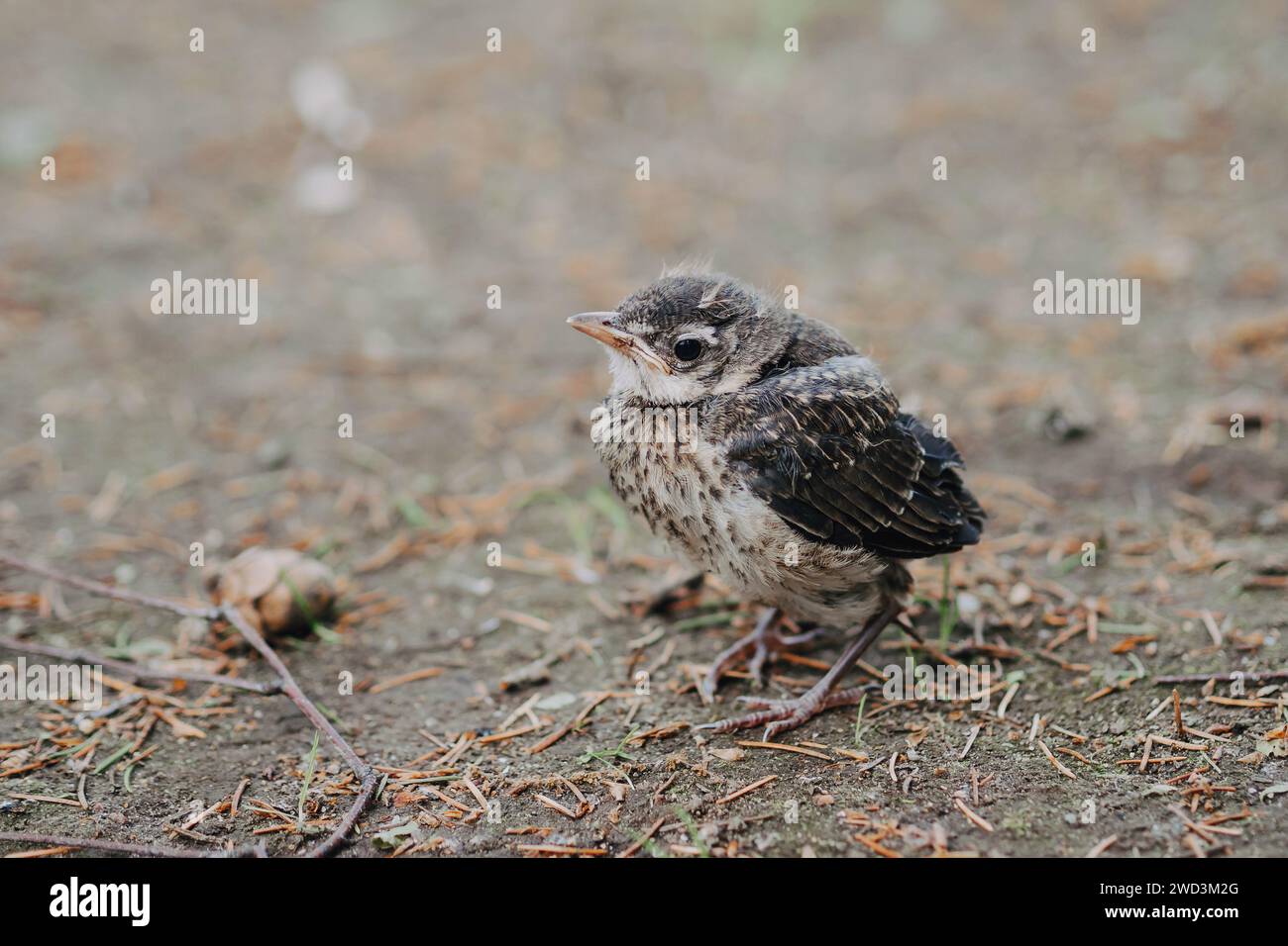 little cuckoo chick in the Park close up Stock Photo - Alamy