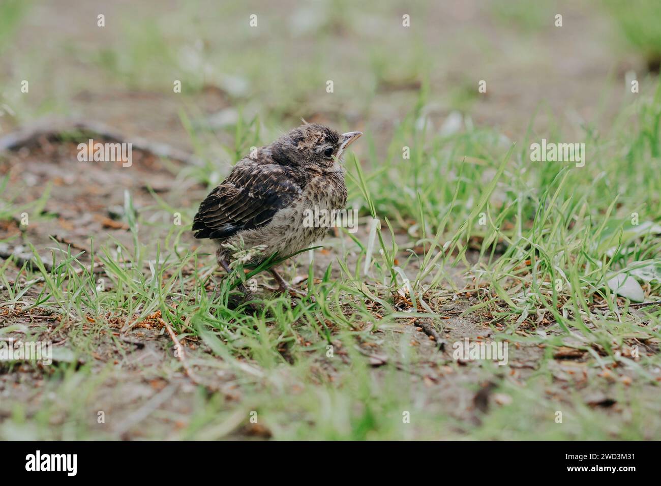 little cuckoo chick in the forest in nature among grass close-up Stock ...