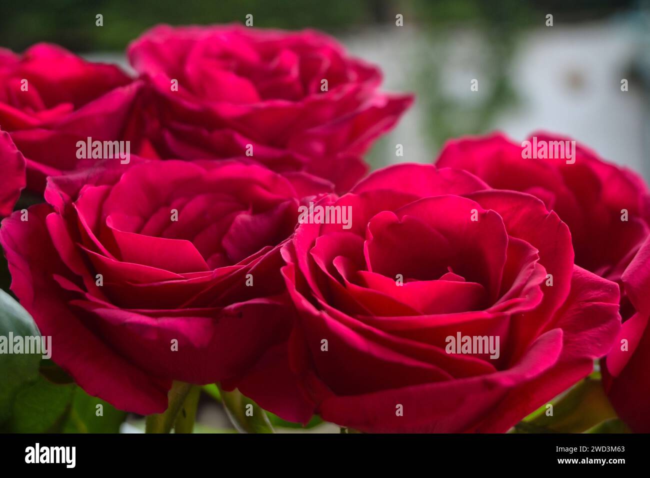 Full frame deep hi-res stock photography and images - Alamy