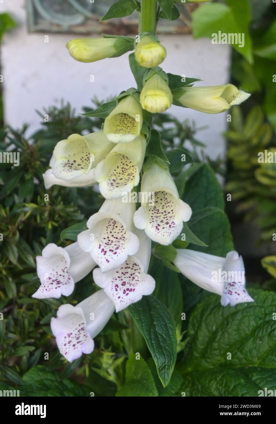 Foxglove portrait hi-res stock photography and images - Alamy