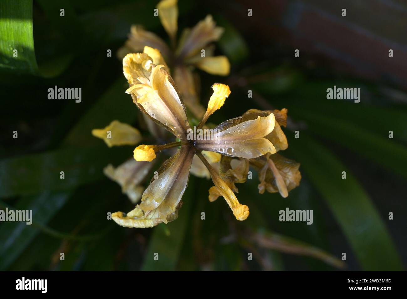 Stinking iris plant hi-res stock photography and images - Alamy