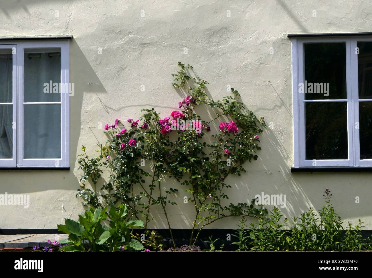 roses growing on house exterior Stock Photo - Alamy