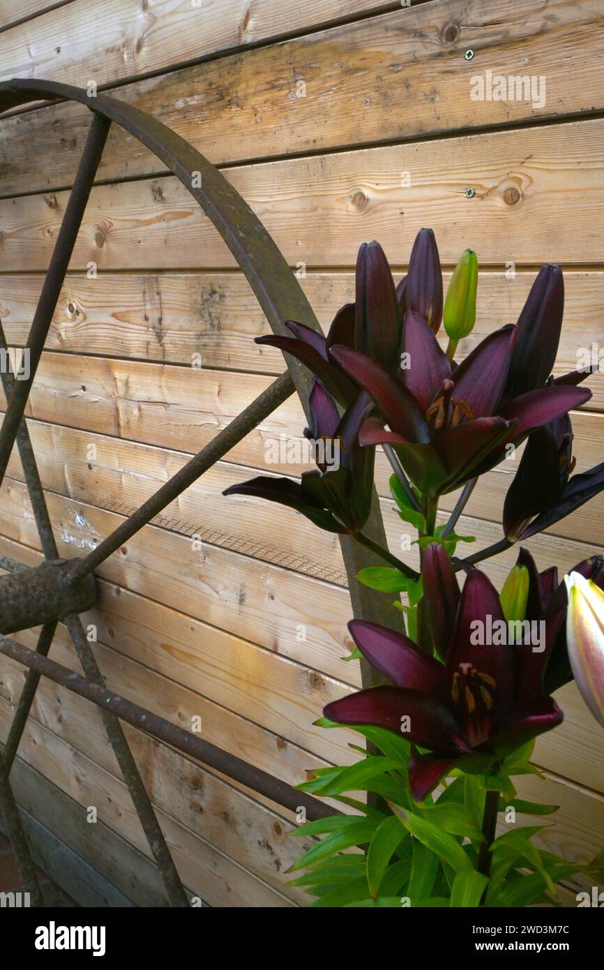 Purple lilies hi-res stock photography and images - Alamy