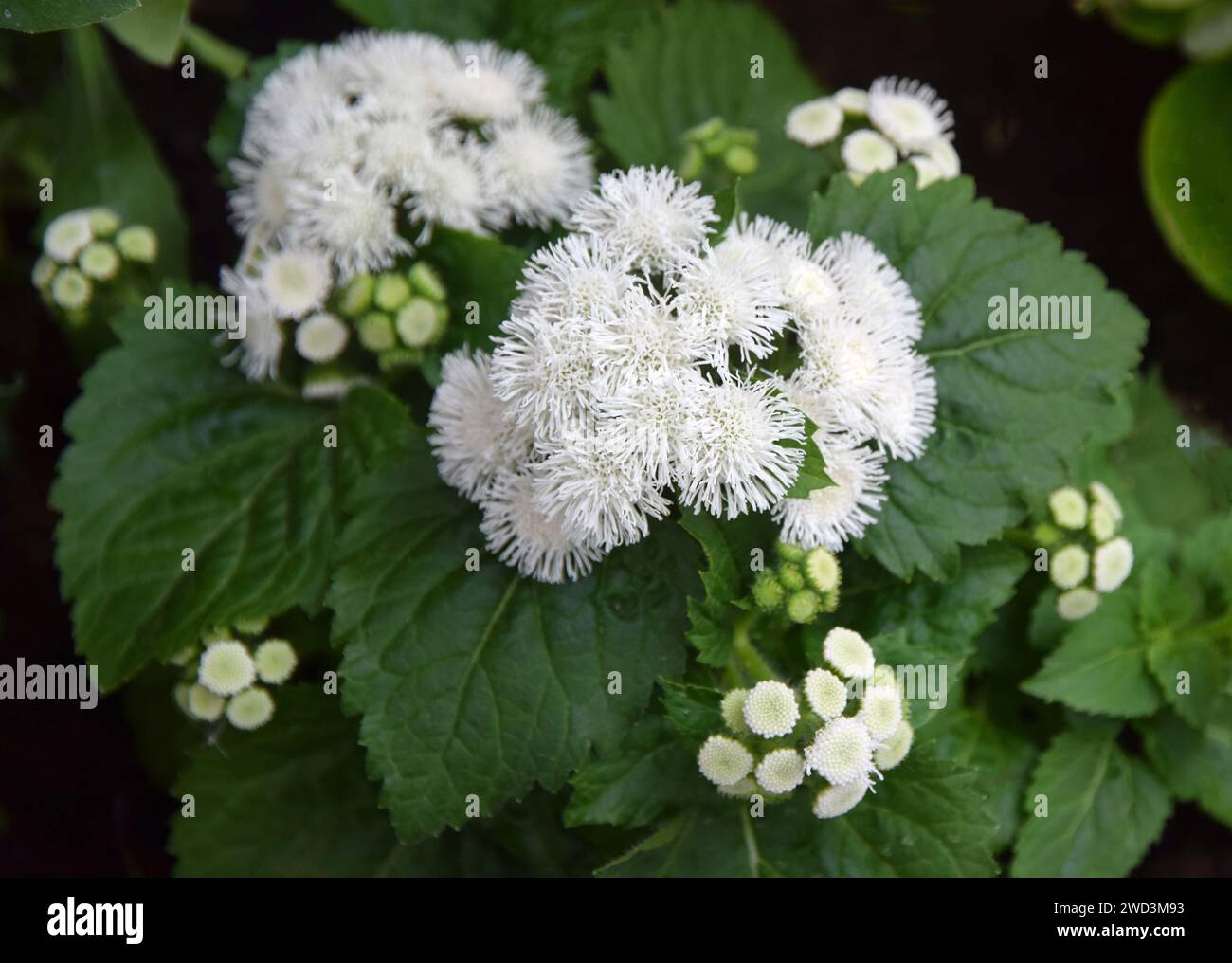 lesser snake root Stock Photo - Alamy