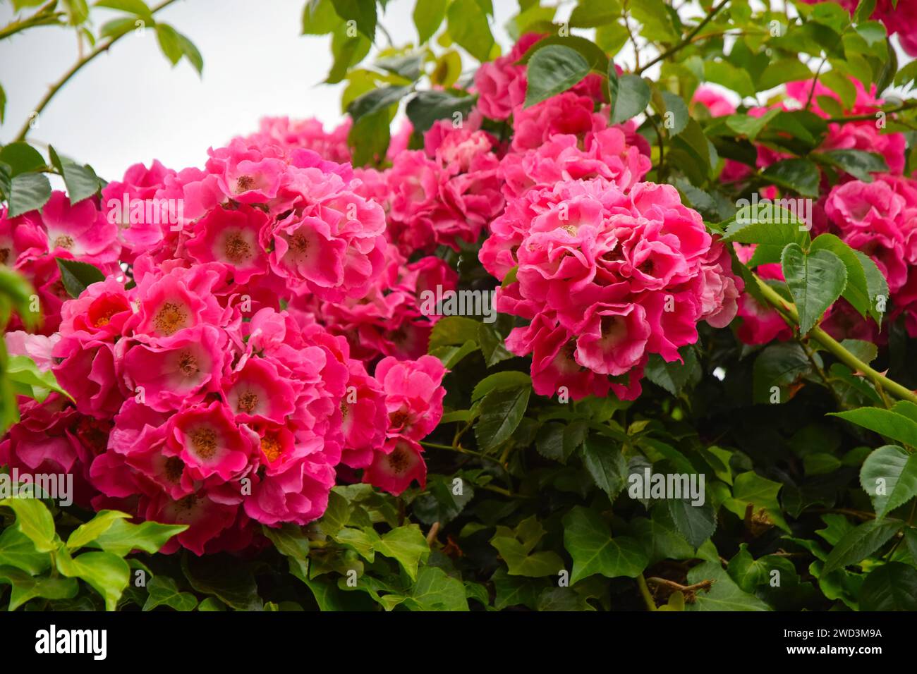 Rose pink with white centre hi-res stock photography and images - Alamy