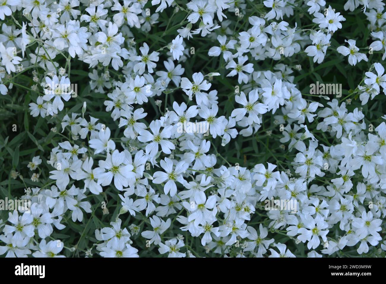 Snow in summer cerastium tomentosum flowering plant hi-res stock ...