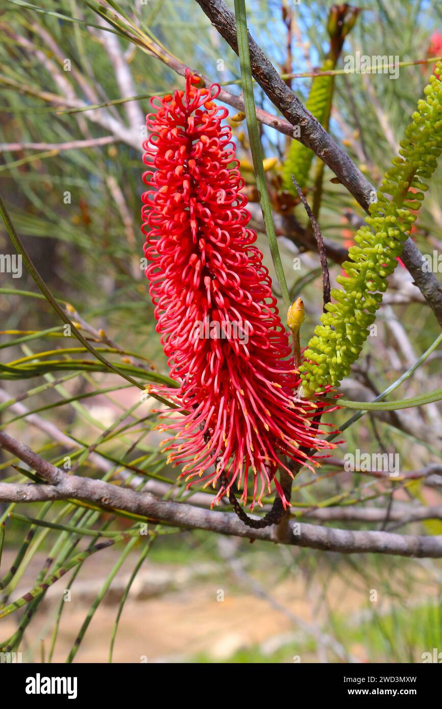 Hakea bucculenta hi-res stock photography and images - Alamy