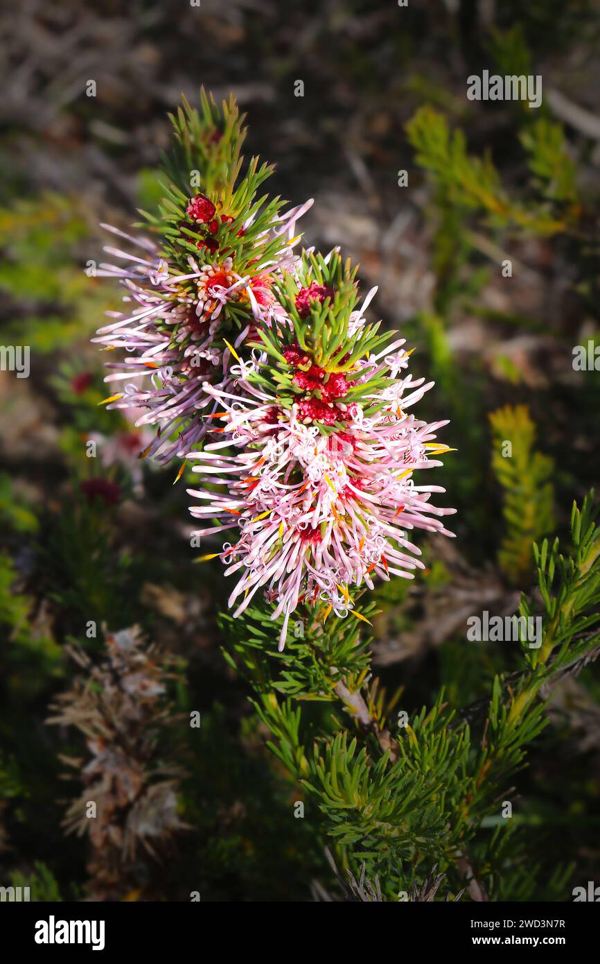 Isopogon asper hi-res stock photography and images - Alamy