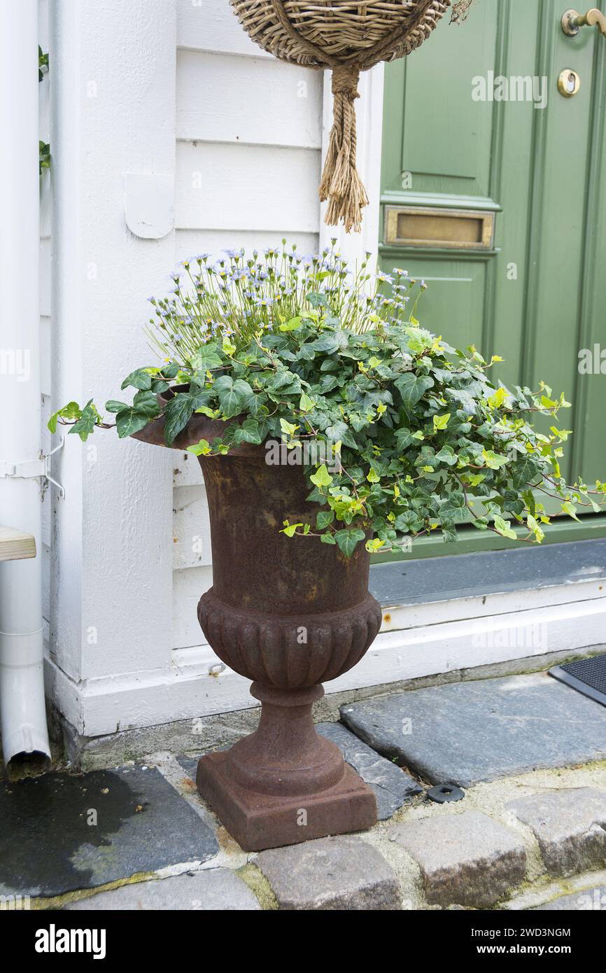 Ivy display in rusty large urn outside a house Stock Photo - Alamy