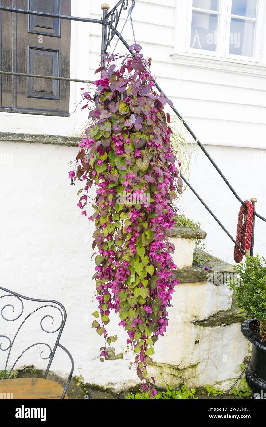 Hanging basket full of purple bell vine outside a house Stock Photo - Alamy