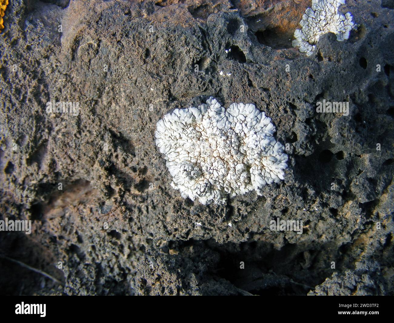 Pioneer organisms - lichens growing on volcanic rocks, Canary Islands ...