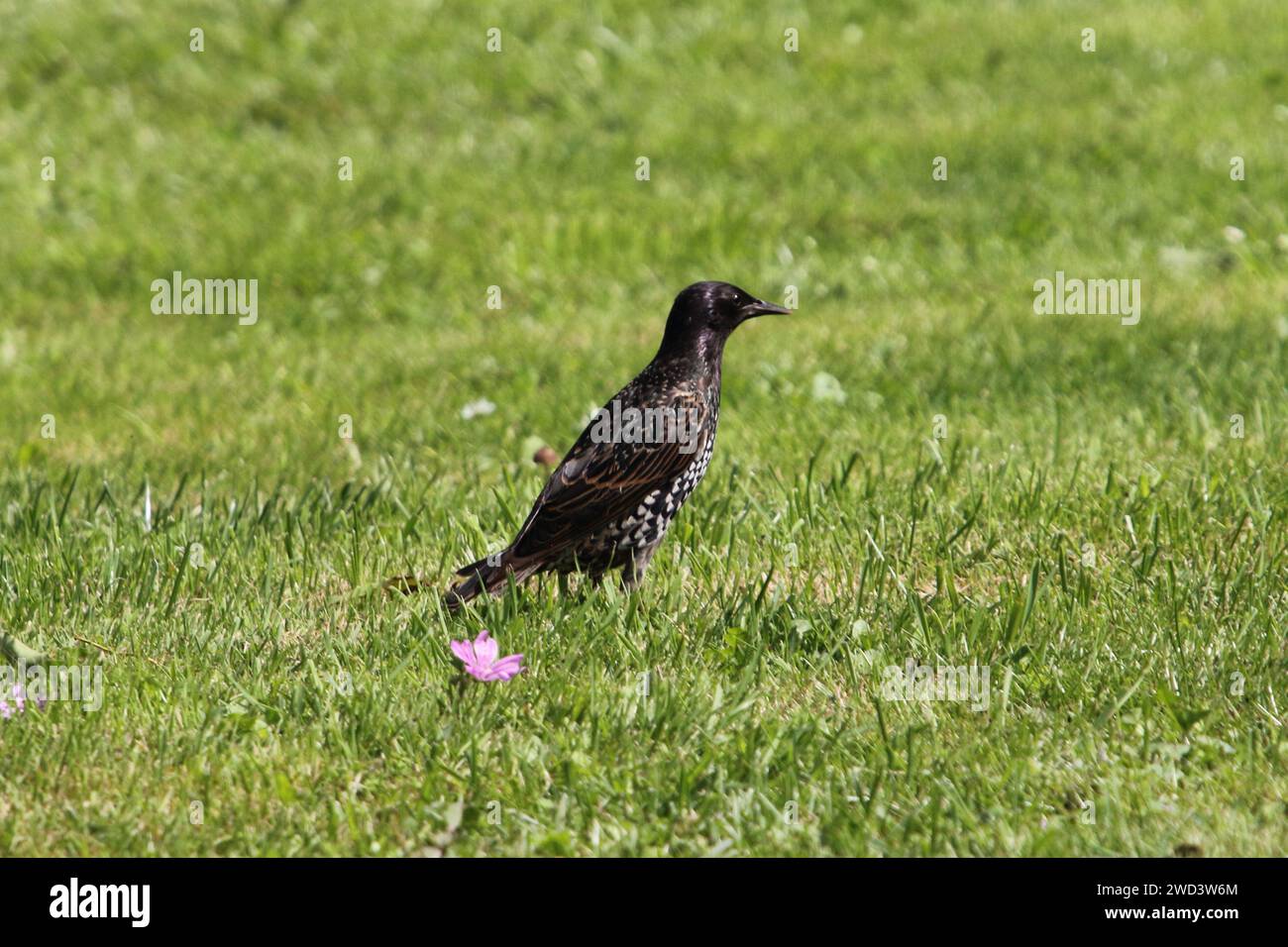 The common starling (Sturnus vulgaris), also known as the European ...
