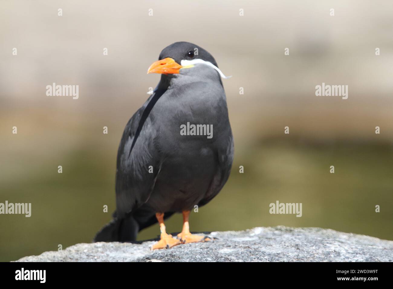 the Inca tern (Larosterna inca) is a tern in the family Laridae Stock ...