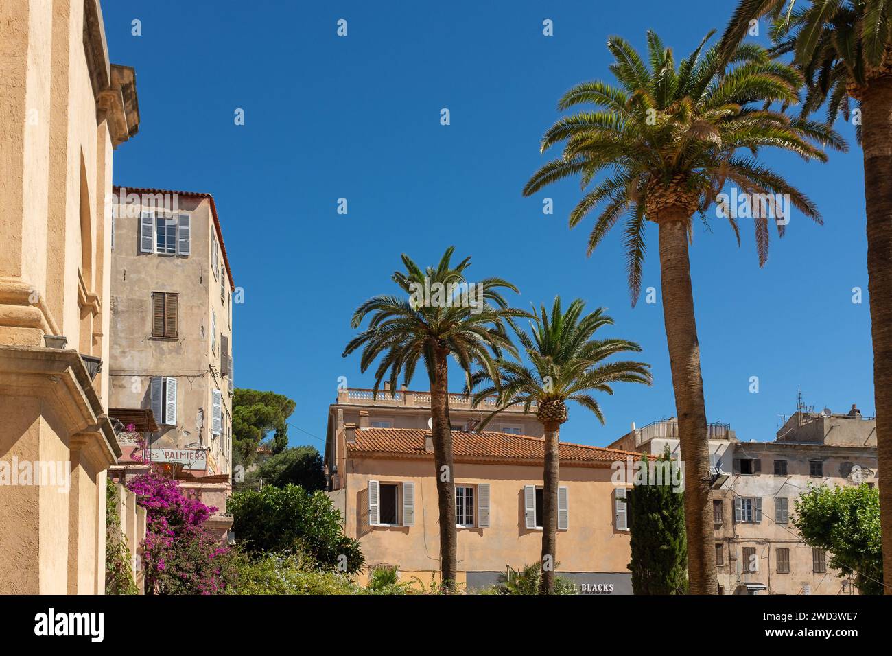 Ile Rousse, Corsica, 2017. Typical houses in ochre shades and tall date ...