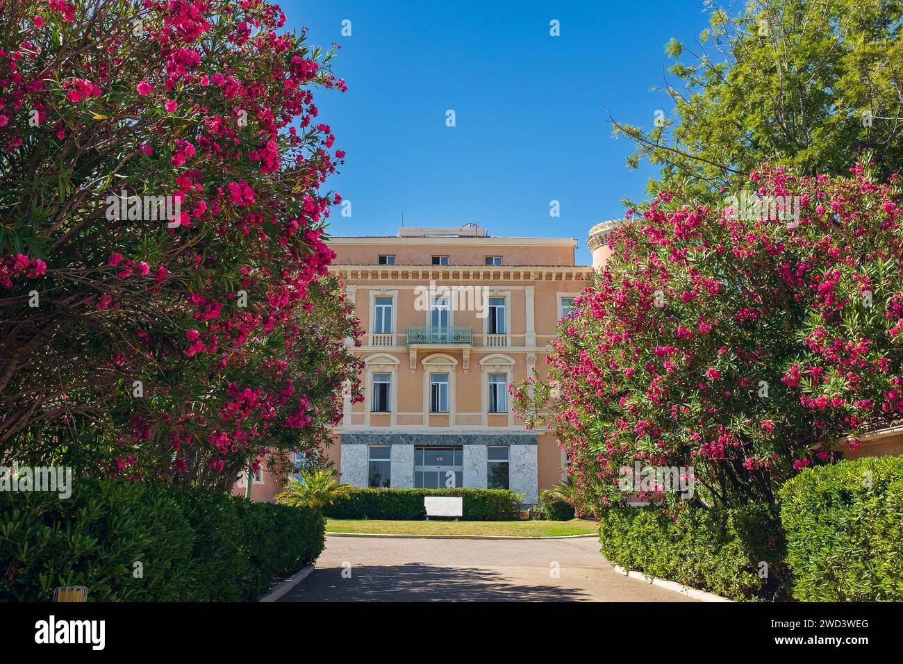Ile Rousse, Corsica, 2017. Framed by lavish pink oleander (Nerium ...