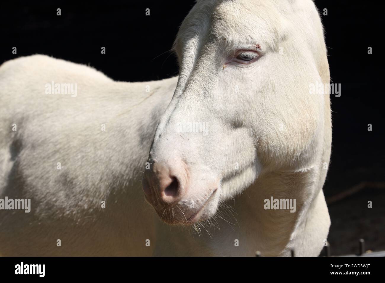 The donkey or ass (Equus africanus asinus) is a domesticated member of ...