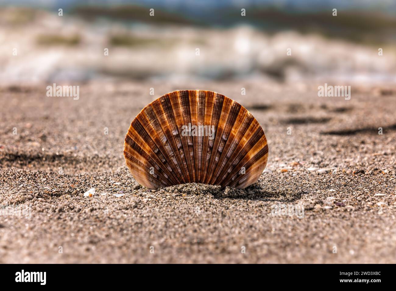 Seashell at beach hi-res stock photography and images - Alamy