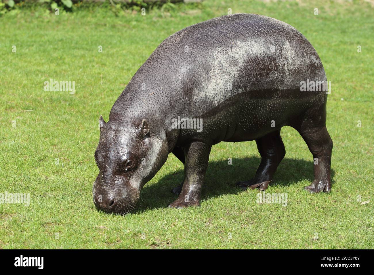 The pygmy hippopotamus (Choeropsis liberiensis or Hexaprotodon ...