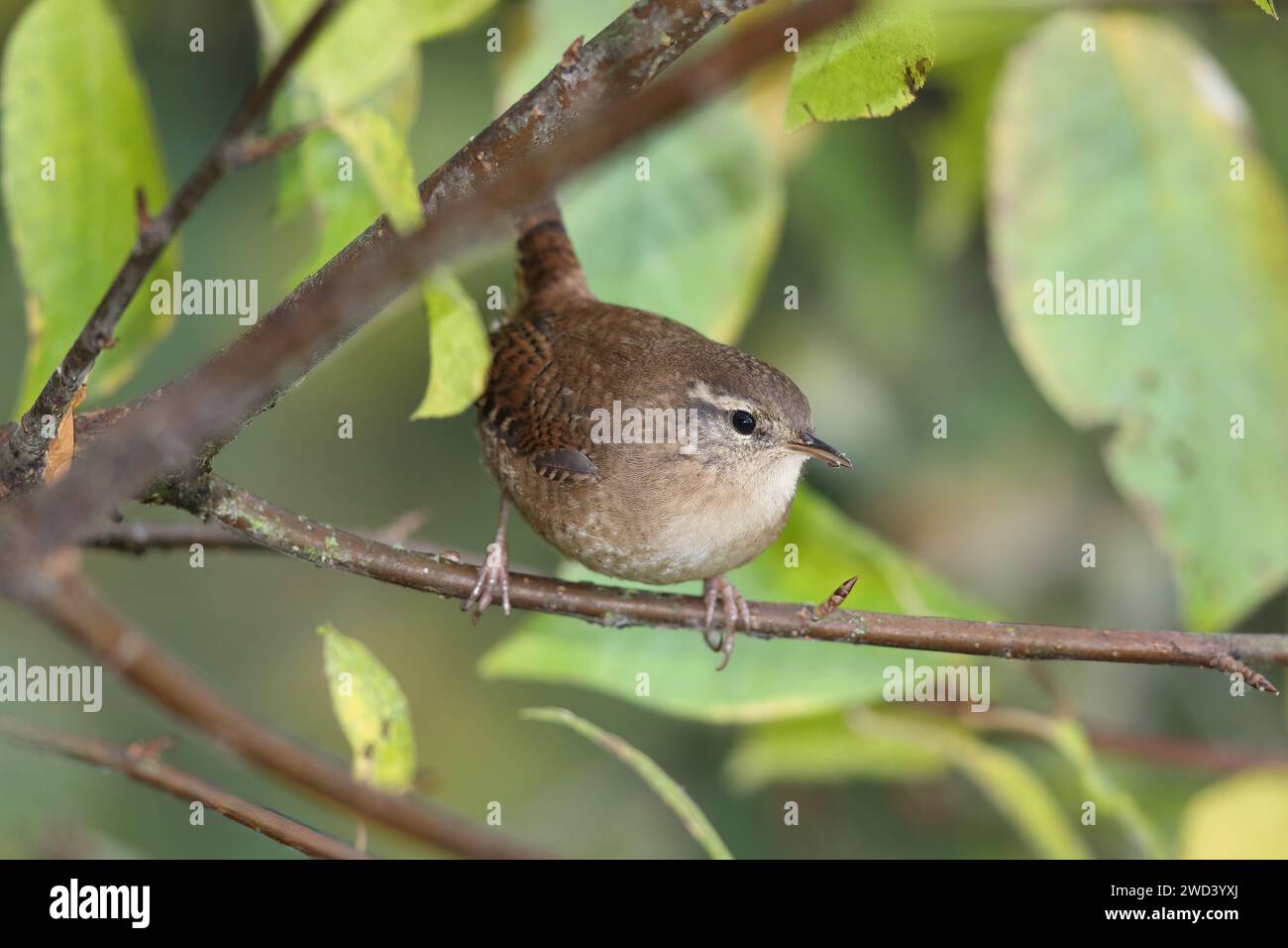 Wren wales hi-res stock photography and images - Alamy