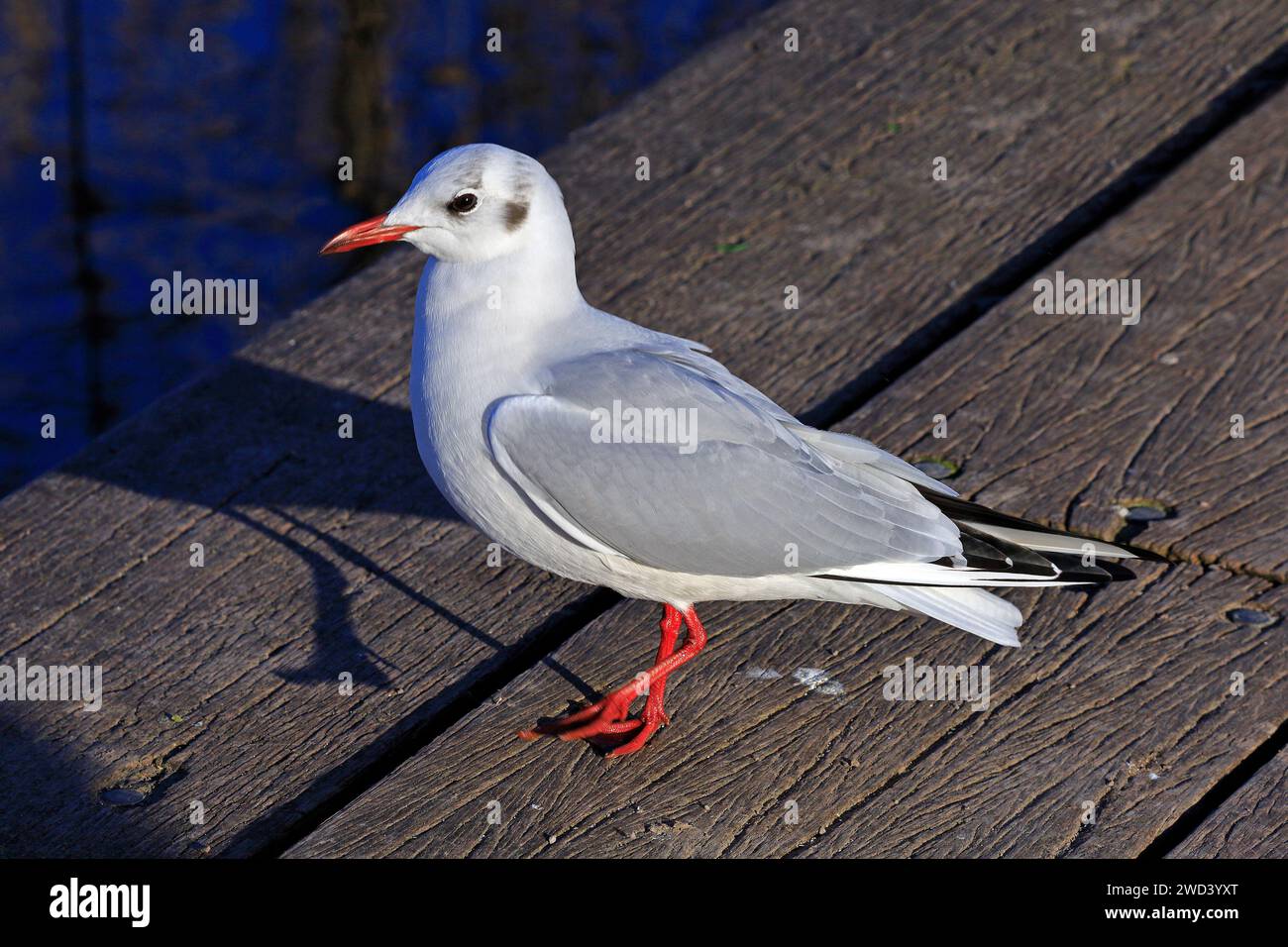 Black headed gull in winter plumage, Cardiff Bay Wetland Nature Reserve ...