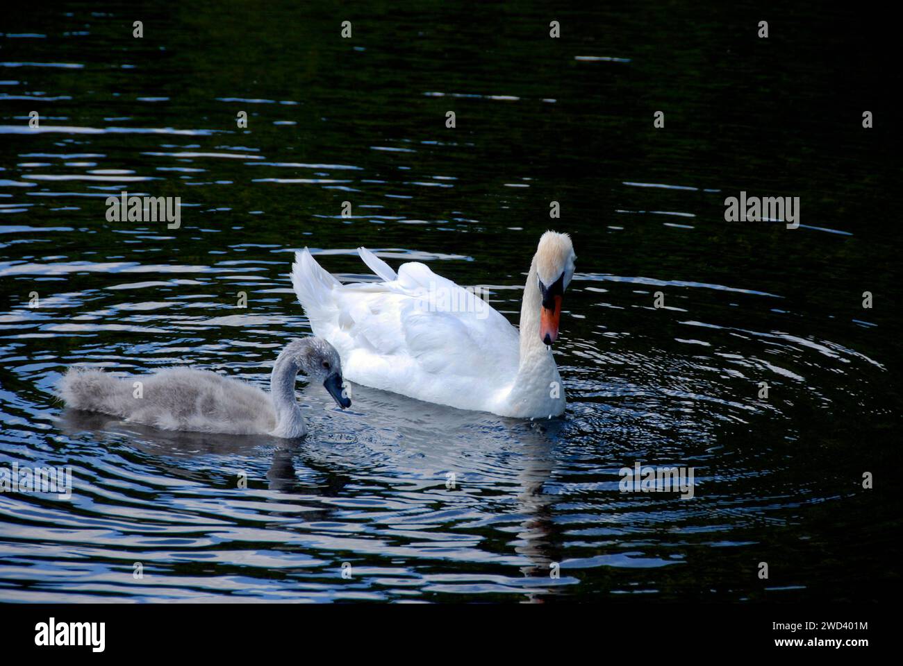 Two swan heads hi-res stock photography and images - Alamy