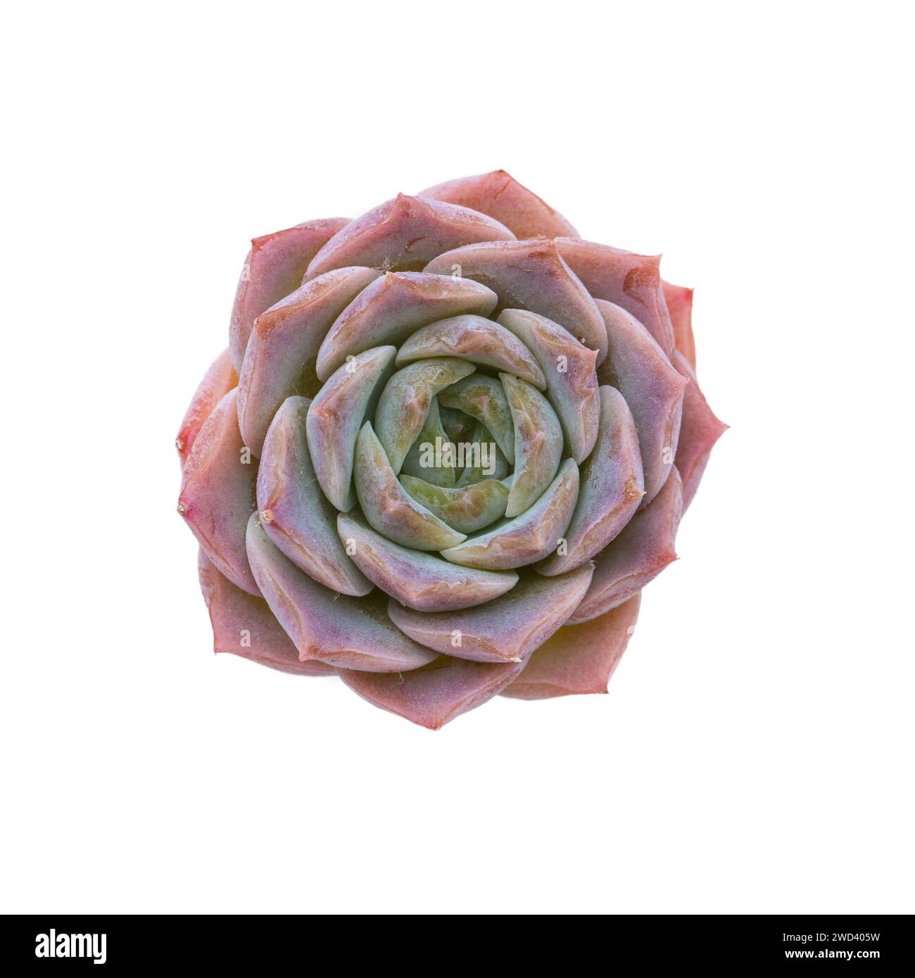 Echeveria Amazing Grace flower rosette isolated on white background top ...