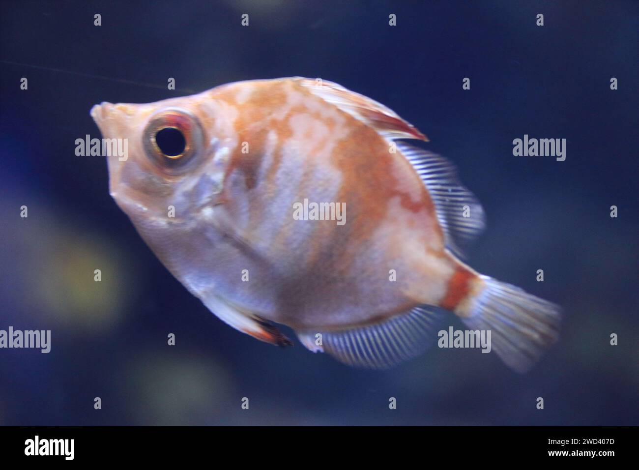 The boarfish (Capros aper) is a species of fish in the Caproidae family ...
