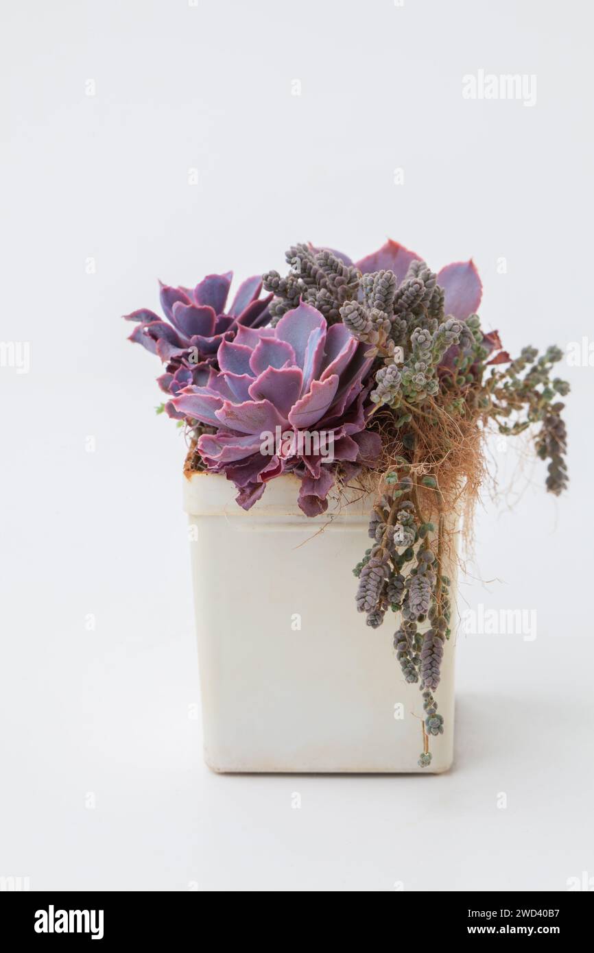Succulent Echeveria Shaviana Pink Frills in white plastic pot on white ...