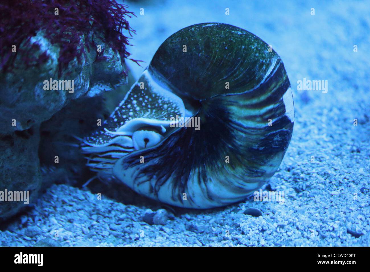 the nautilus is a pelagic marine mollusc of the cephalopod family ...