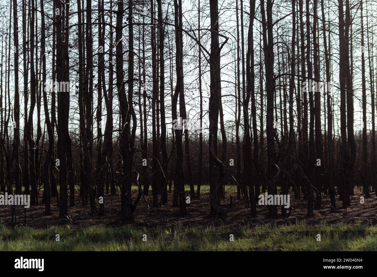 Dry lifeless trees after a fire. The dead forest. Black trunks and ...