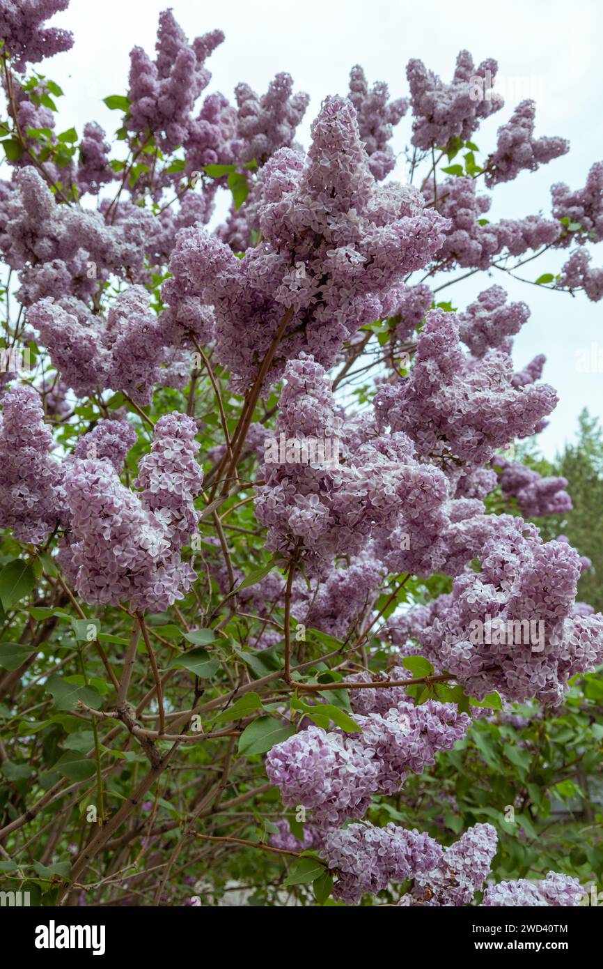 beautiful lilac flowers branch on a green background, natural spring ...