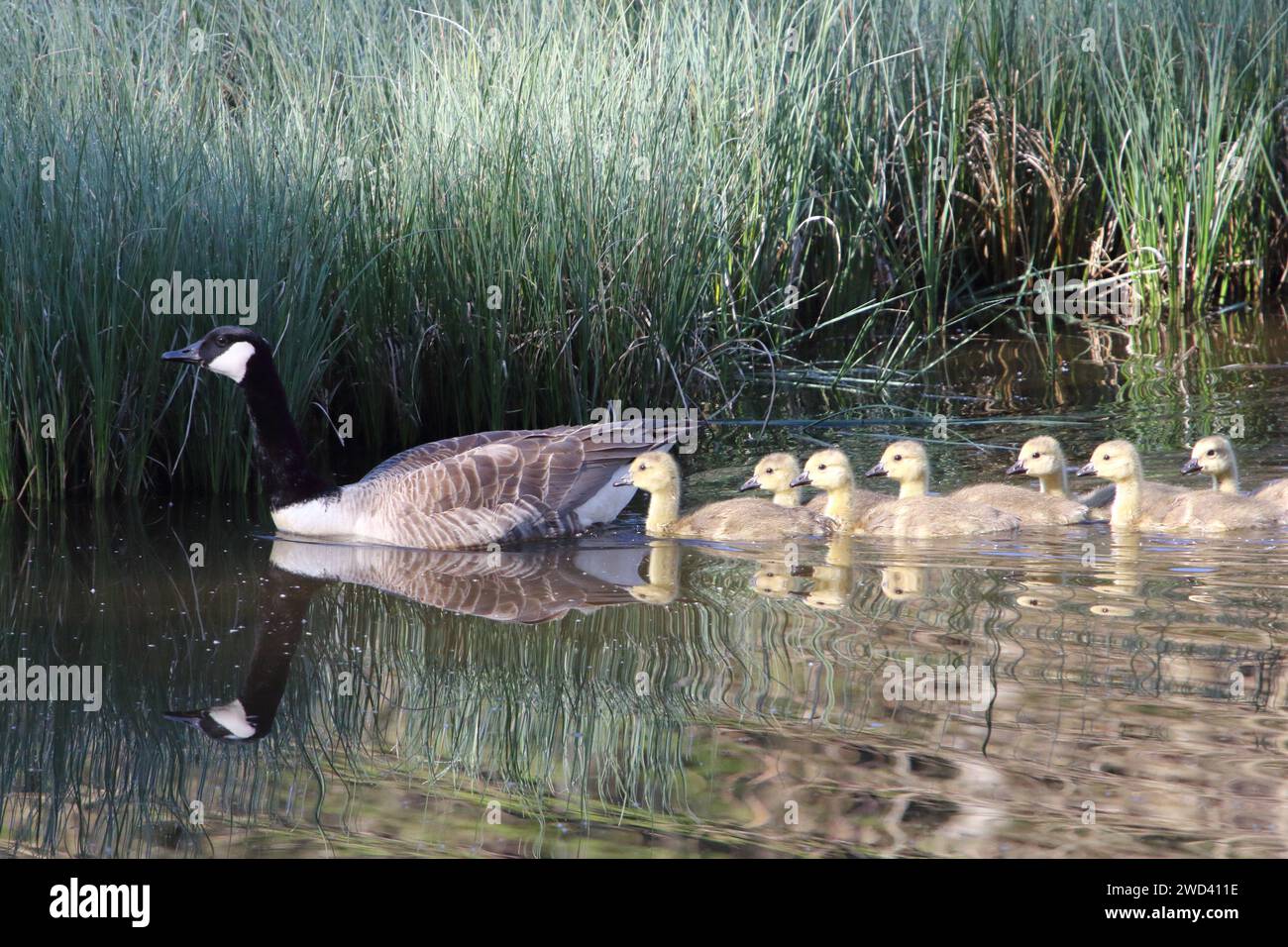 The Canada Goose (Branta canadensis) is a species of bird in the family ...