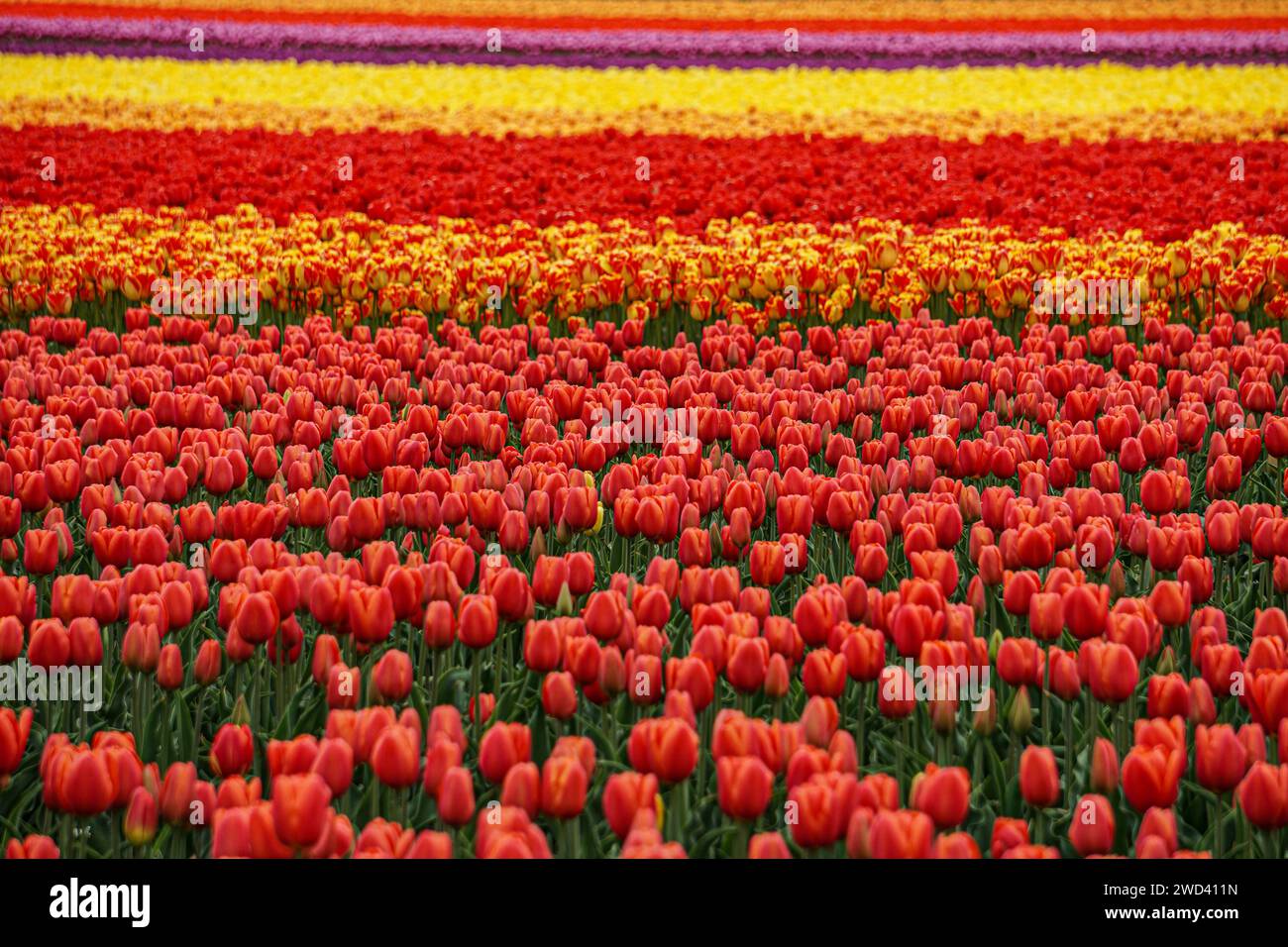 Multiple Tulip flower bed Stock Photo - Alamy