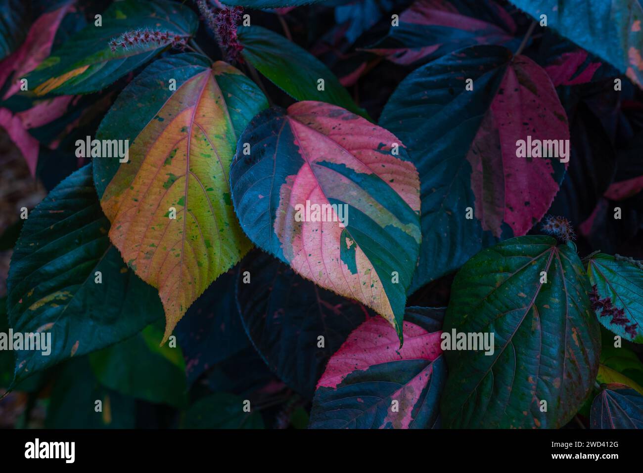 Copper leaf hi-res stock photography and images - Alamy