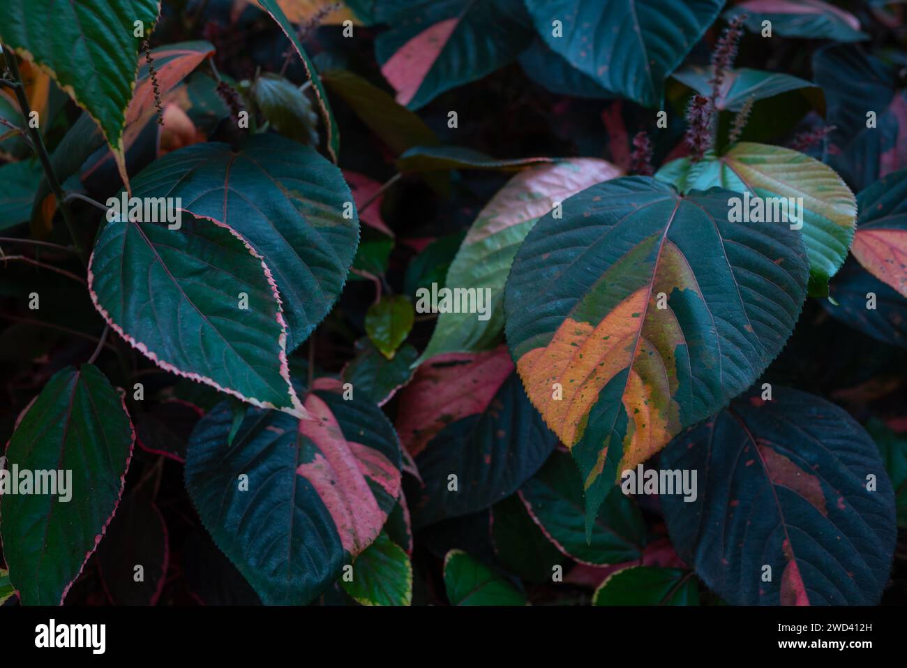 Colorful leaves background of Copper Leaf. Green, yellow, orange and ...
