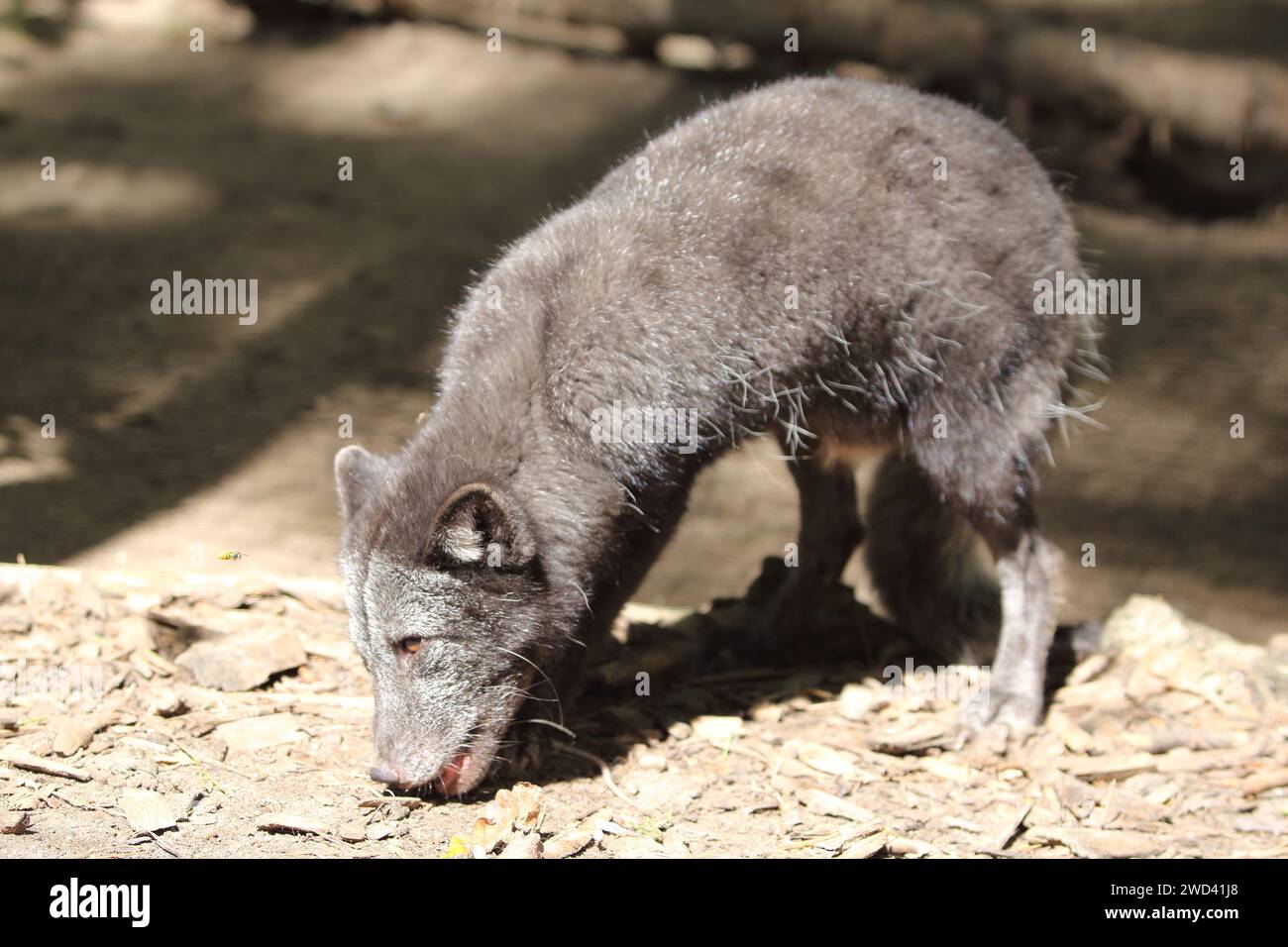 The Arctic fox (Vulpes lagopus), also known as the white fox, polar fox ...
