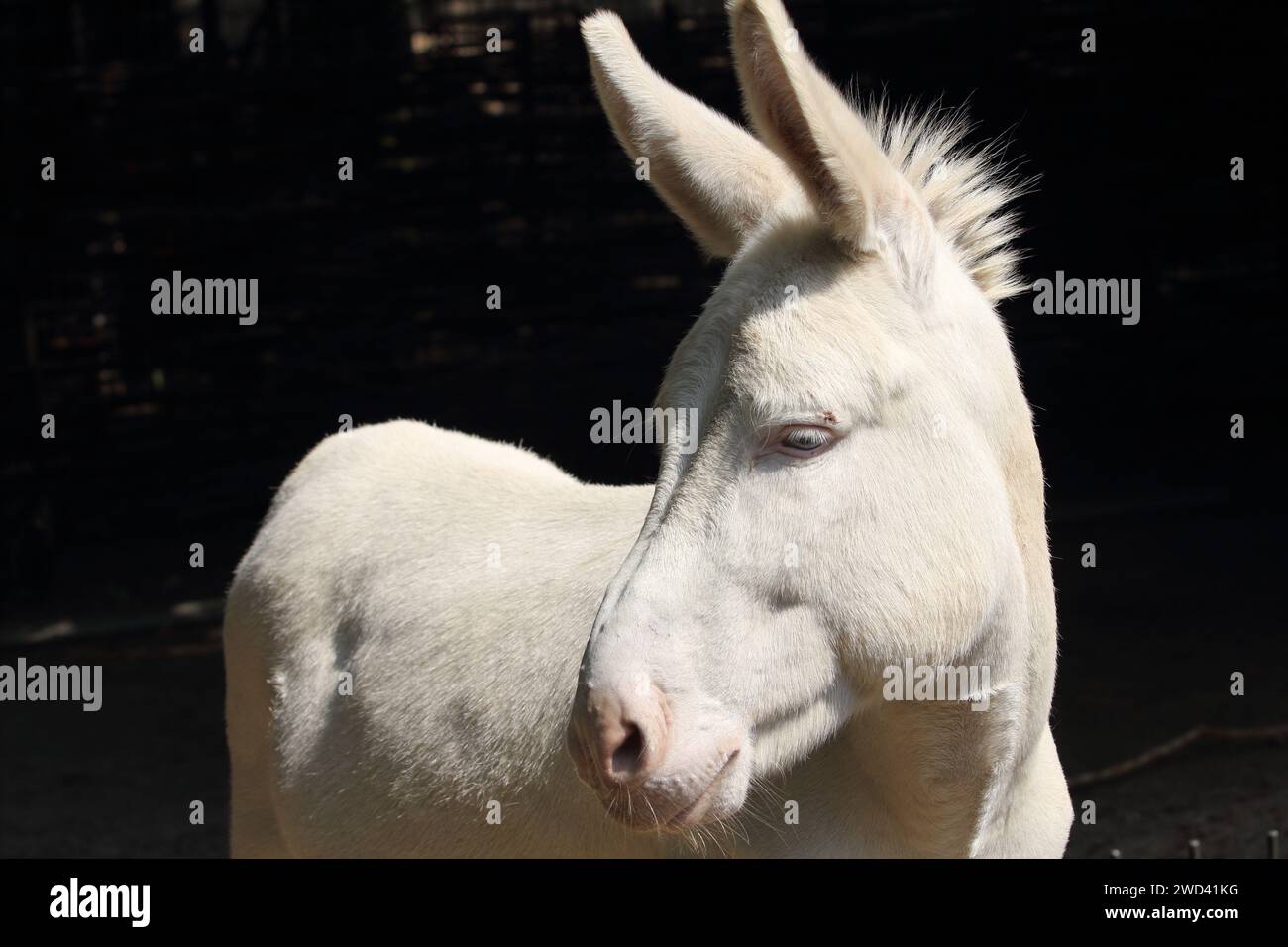 The donkey or ass (Equus africanus asinus) is a domesticated member of ...