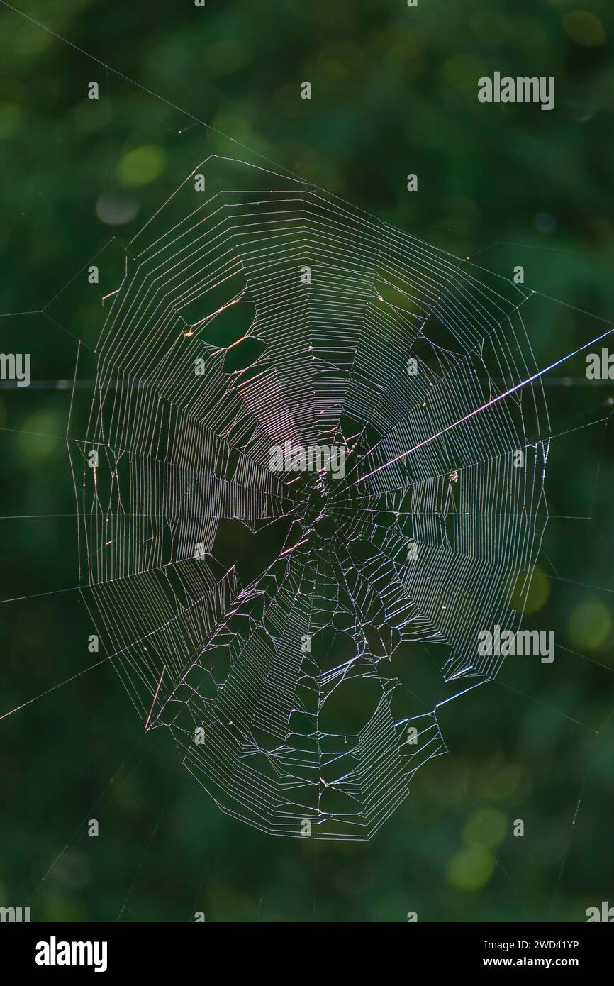 A large spider web suspended in the air against a green background with ...