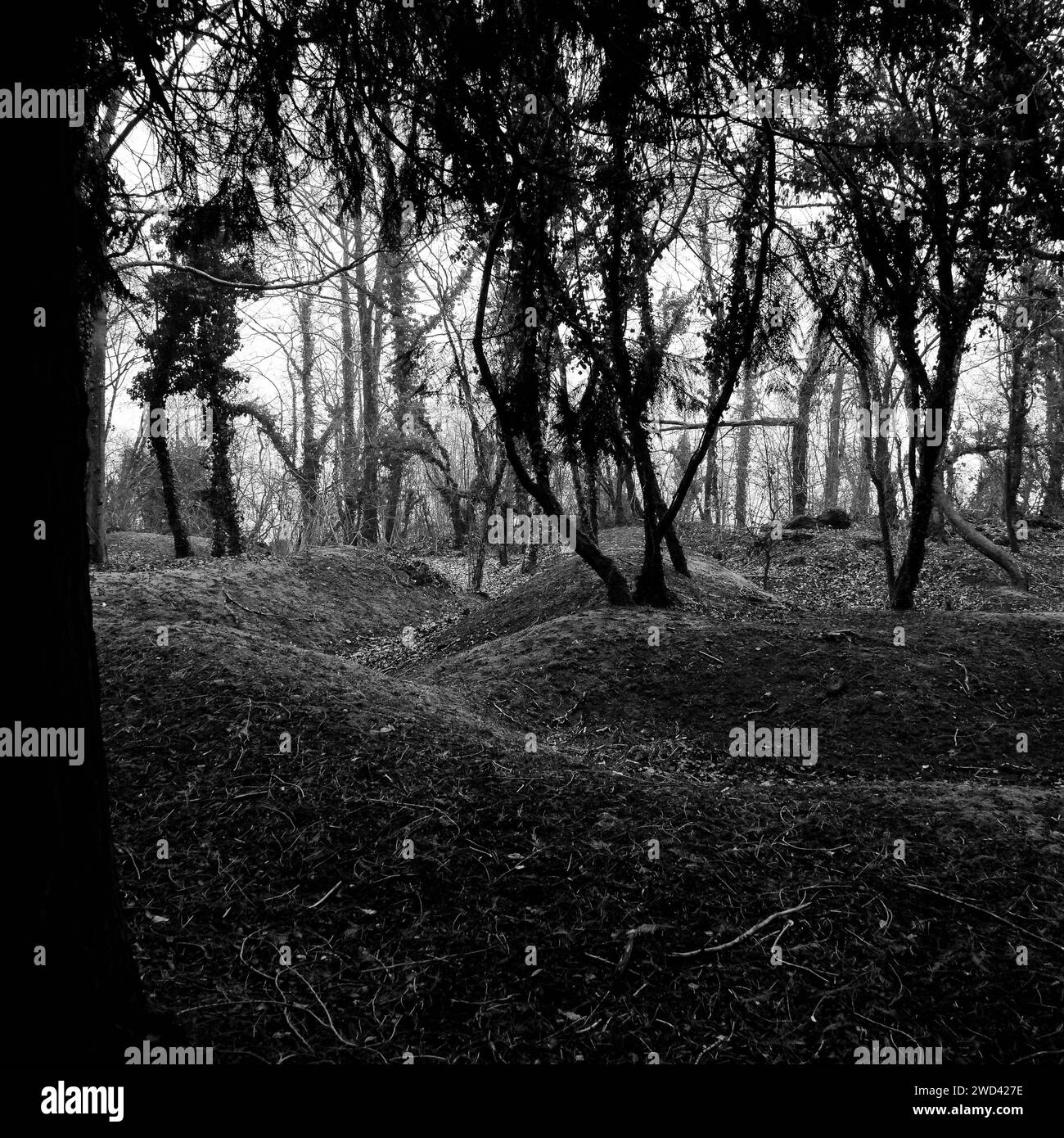 War-scarred landscape, Verdun battlefield, Les Eparges, Meuse, Grand ...