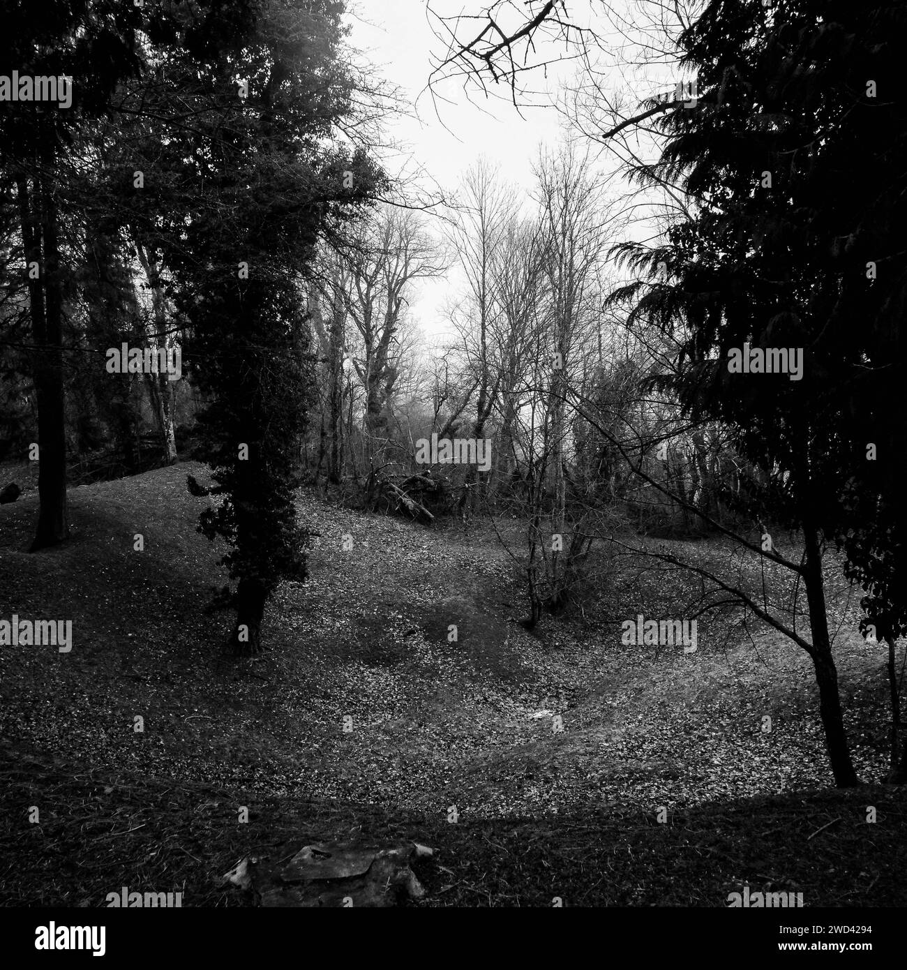 War-scarred landscape, Verdun battlefield, Les Eparges, Meuse, Grand ...