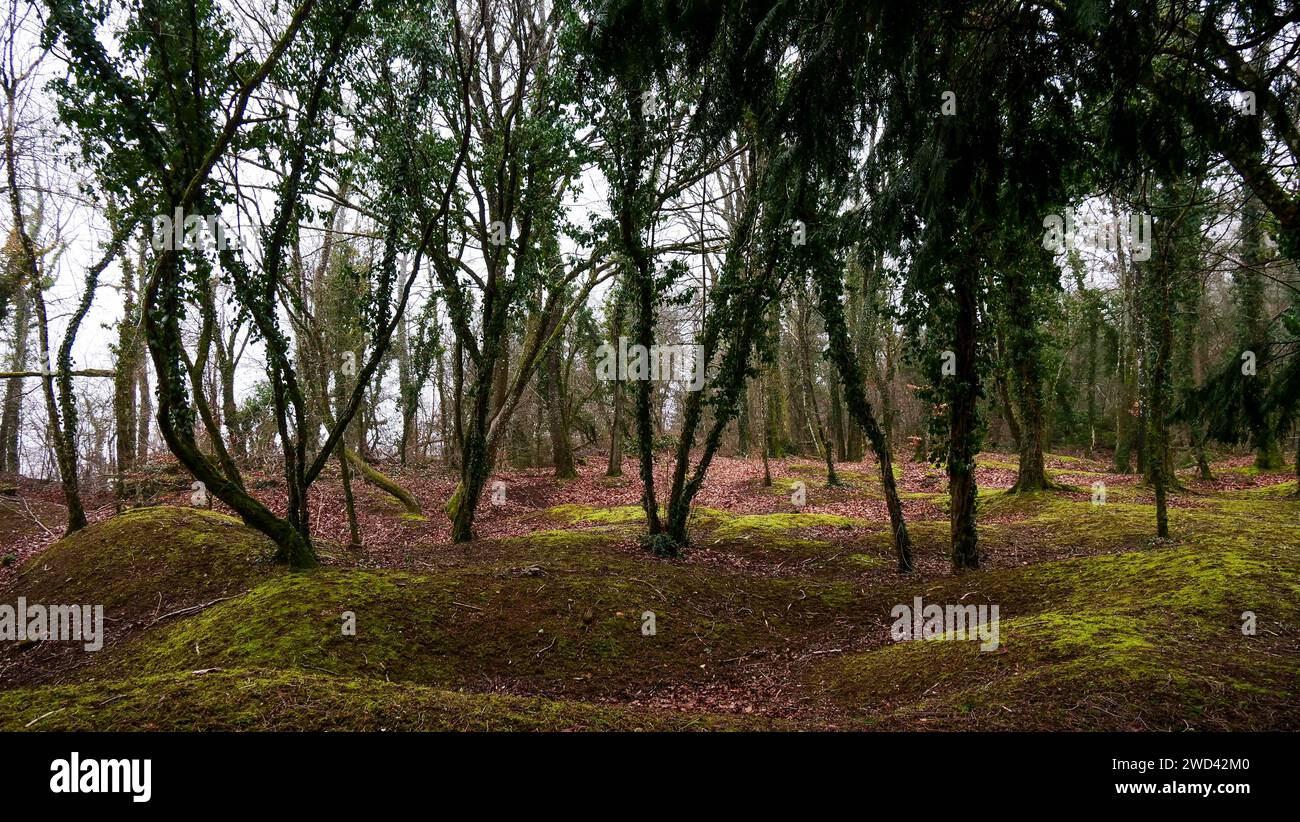 War-scarred landscape, Verdun battlefield, Les Eparges, Meuse, Grand ...