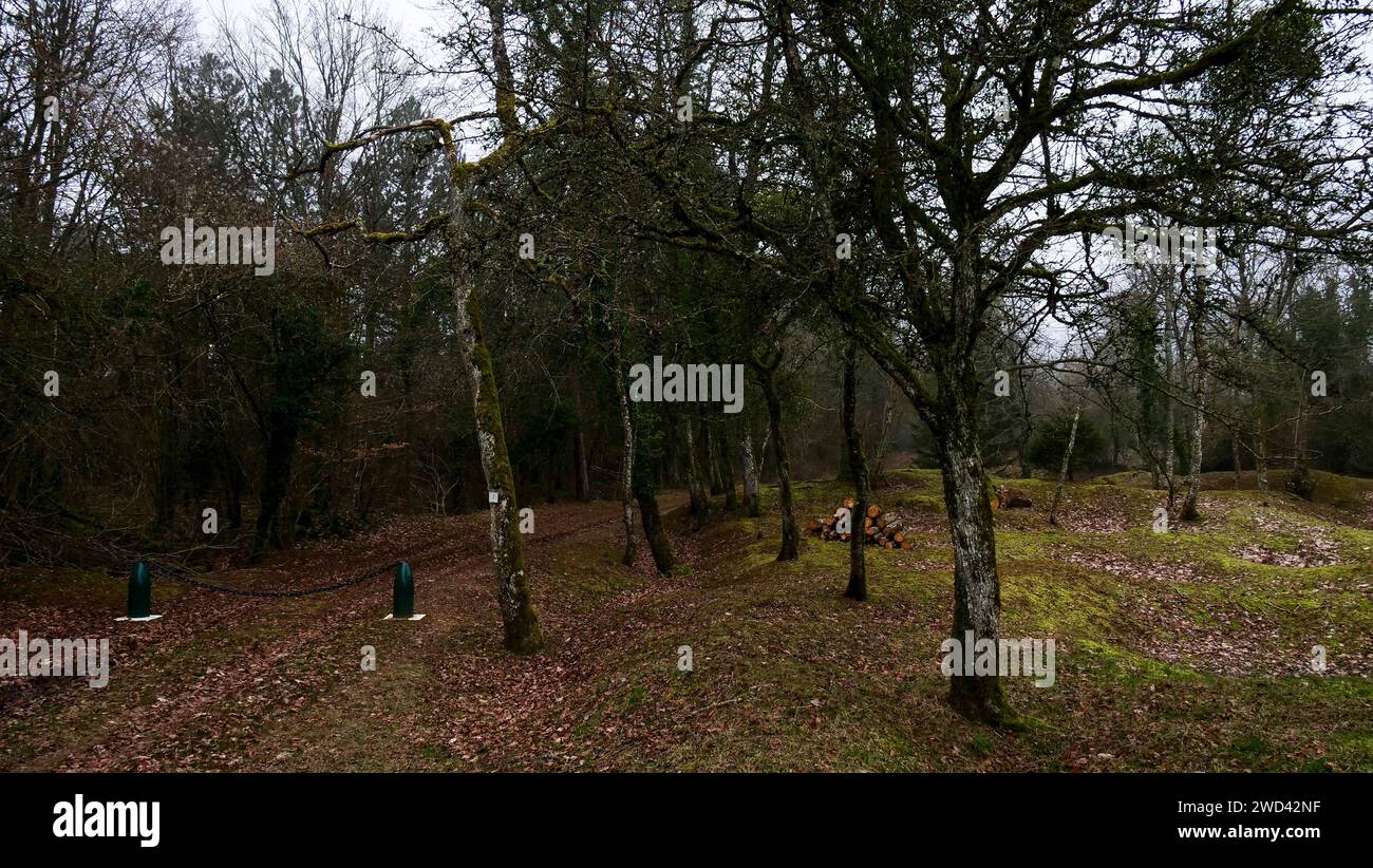 War-scarred landscape, Verdun battlefield, Les Eparges, Meuse, Grand ...