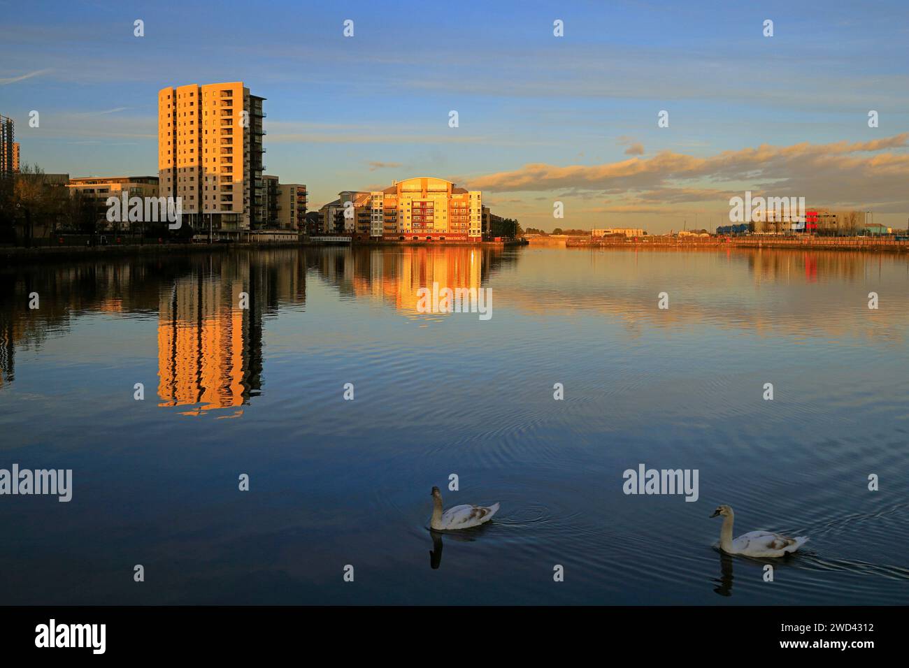 Early evening light with swans and reflections at Roath Basin, Cardiff ...