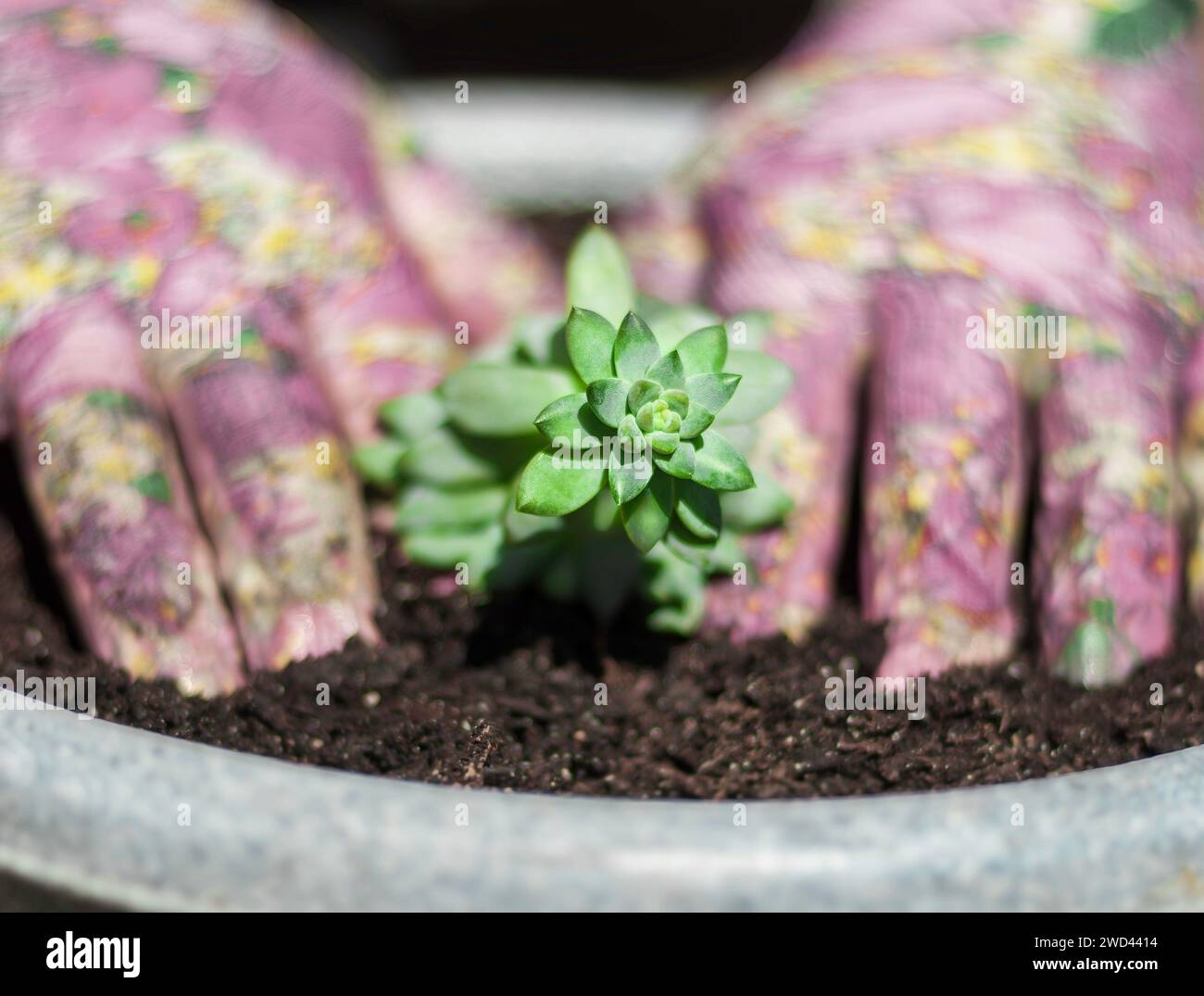 Planting Succulents in the Spring Stock Photo - Alamy