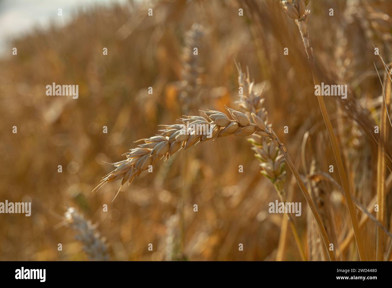 Wheat field ready for harvest on European agricultural land Stock Photo ...